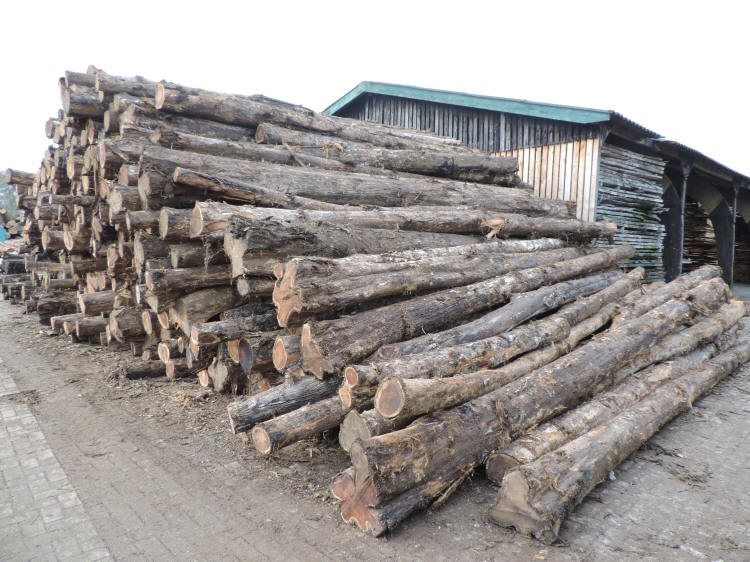Euroteak, teak, plantation teak, FSC gecertificeerd teakhout van plantages